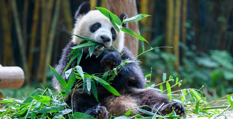 Mercedes-Benz mit ersten grünen Panda-Bonds – DerTreasurer